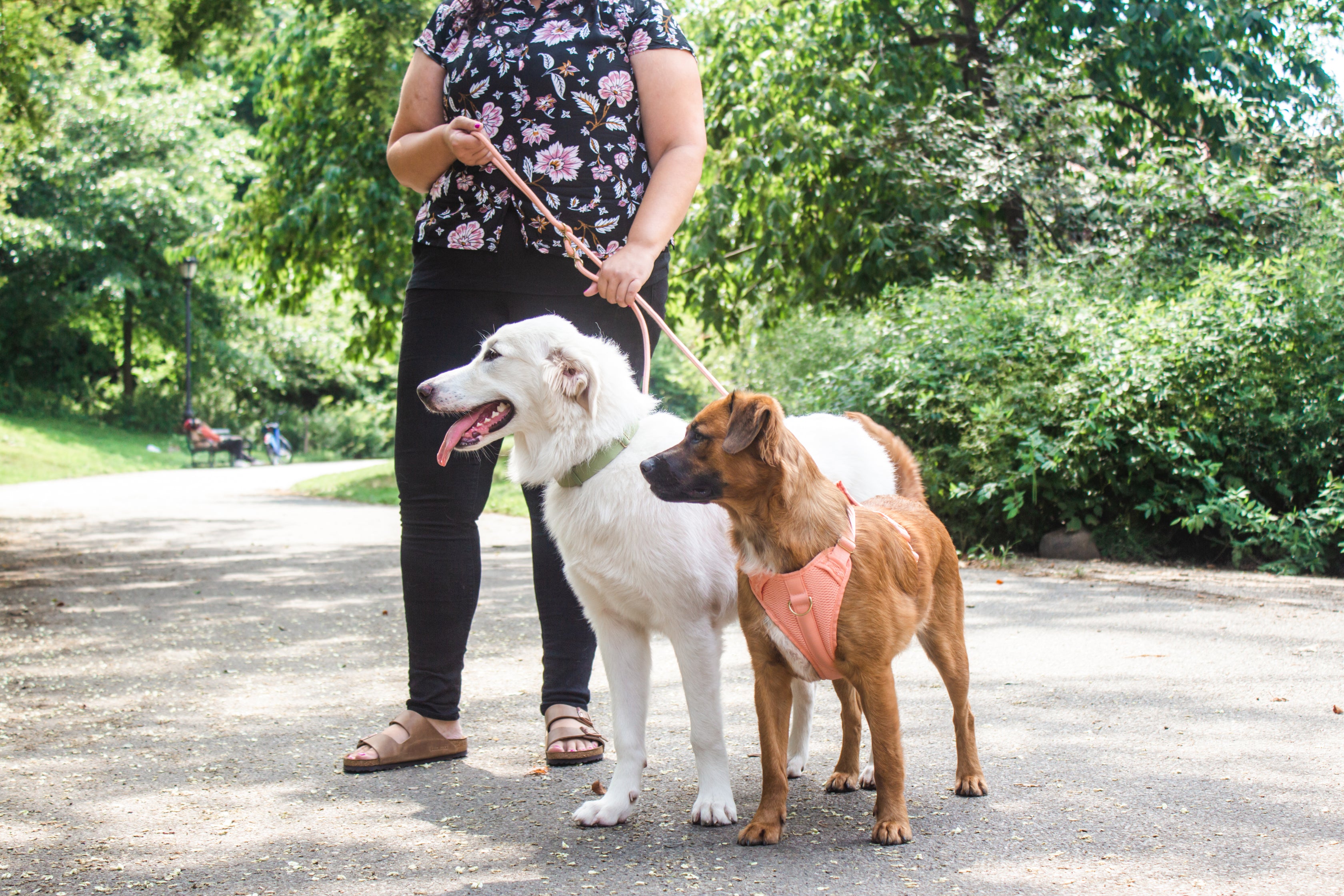 5 Creative Ways to Celebrate Earth Day with Your Dog – Awoo