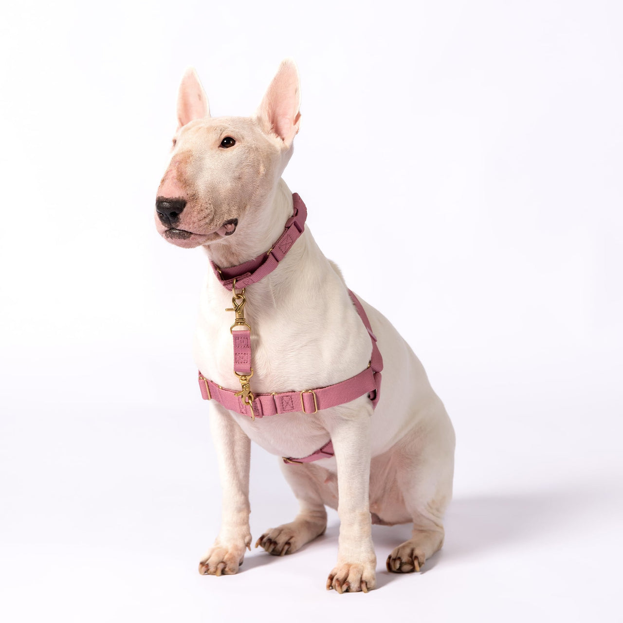 Safety Strap: No Slip security for your dog. – Awoo