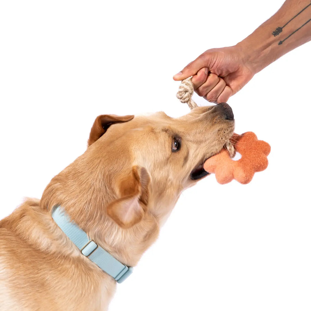 Wheely Good Time: Plastic-free, Organic Felt Wool & Cotton/Jute Rope Interactive Tug Toy for ...