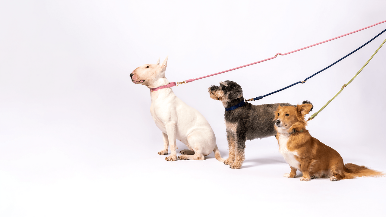 Awoo Pets I Independent, Recycled Pet Accessories & Plastic Free Toys