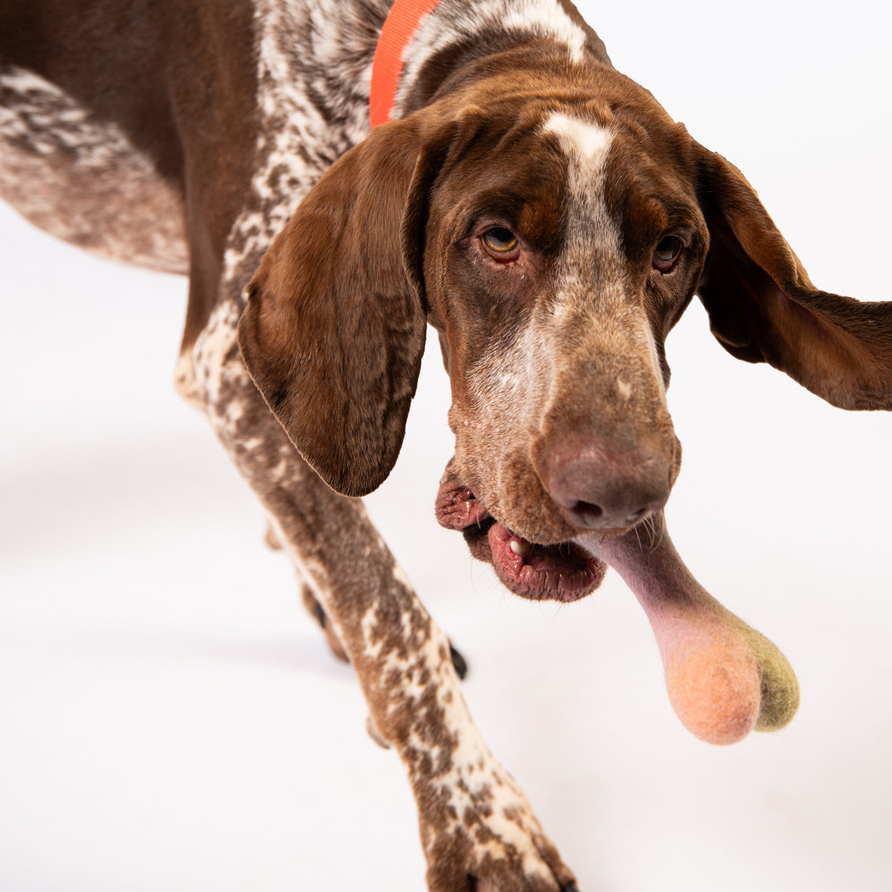 Awoo Pets I Independent, Recycled Pet Accessories & Plastic Free Toys