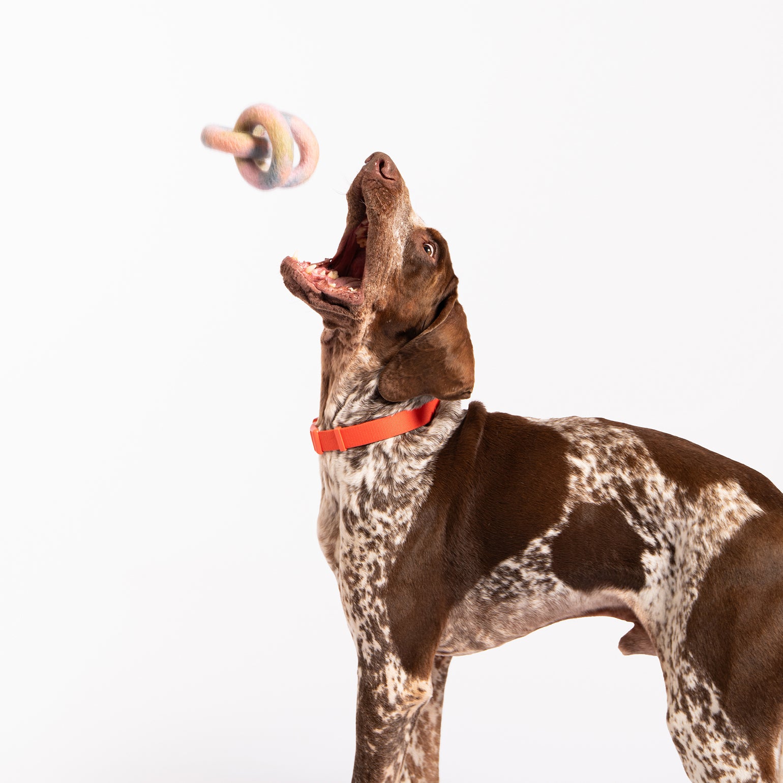 Awoo Pets I Independent, Recycled Pet Accessories & Plastic Free Toys