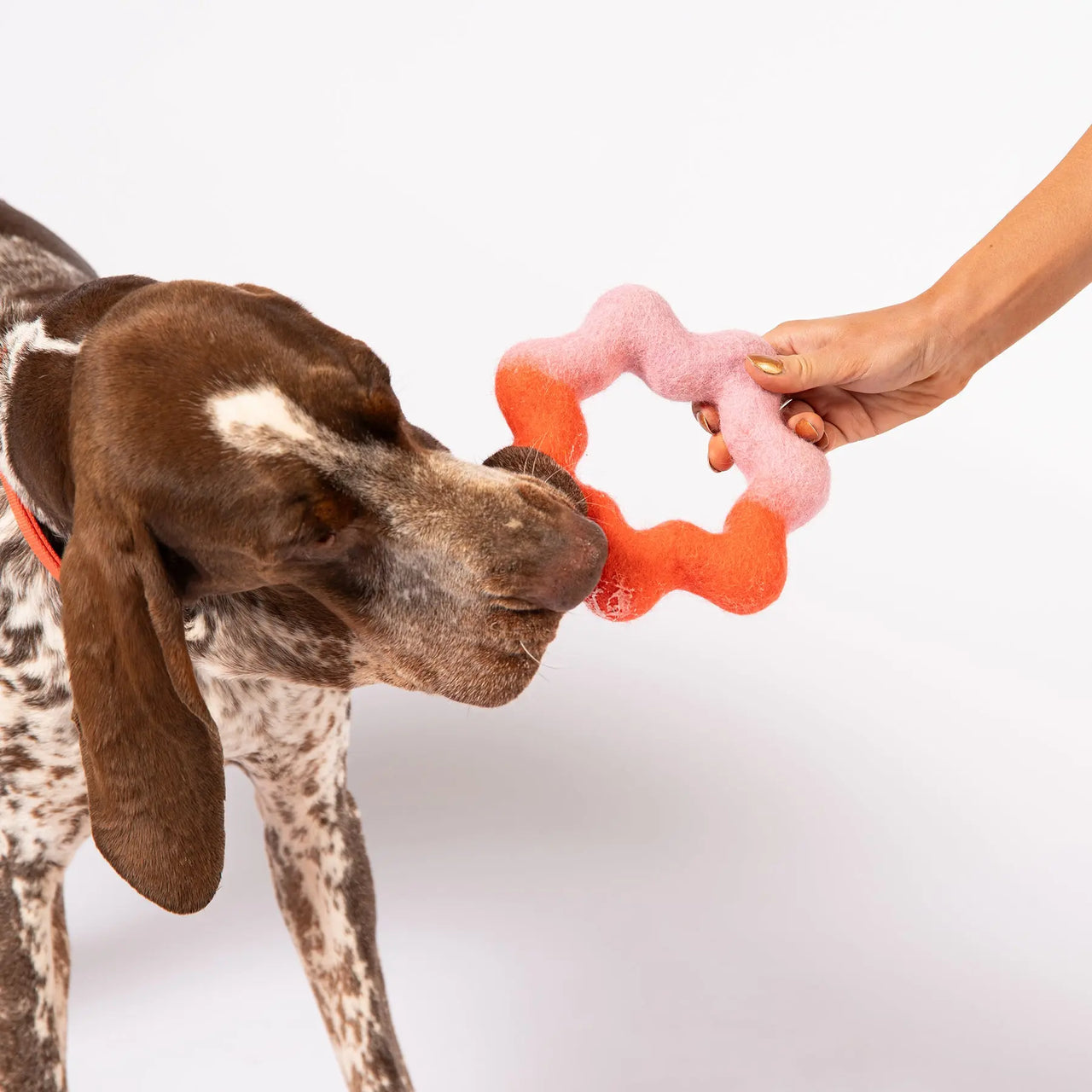 Wiggle Ring: Plastic-free, Organic Felt Wool Fetch & Interactive Tug ...