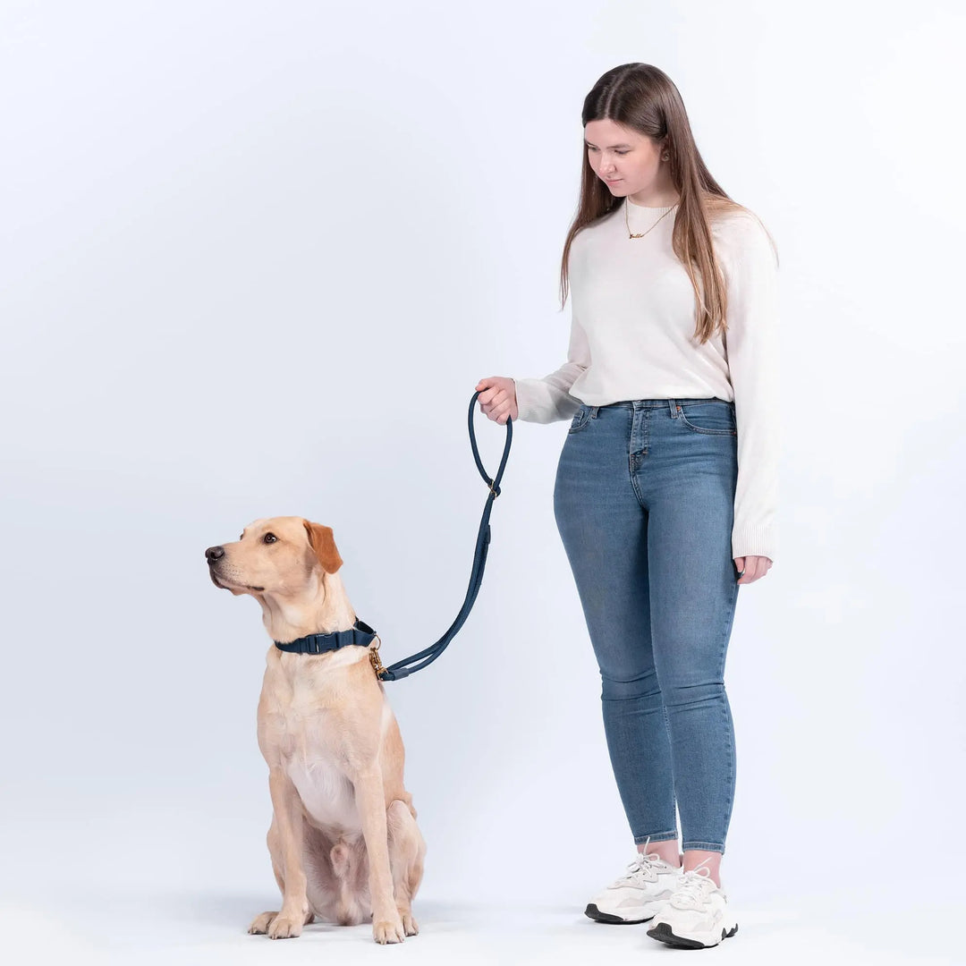City Leash I 5-in-1 Multiway with Standard Handle Dog Leash – Awoo